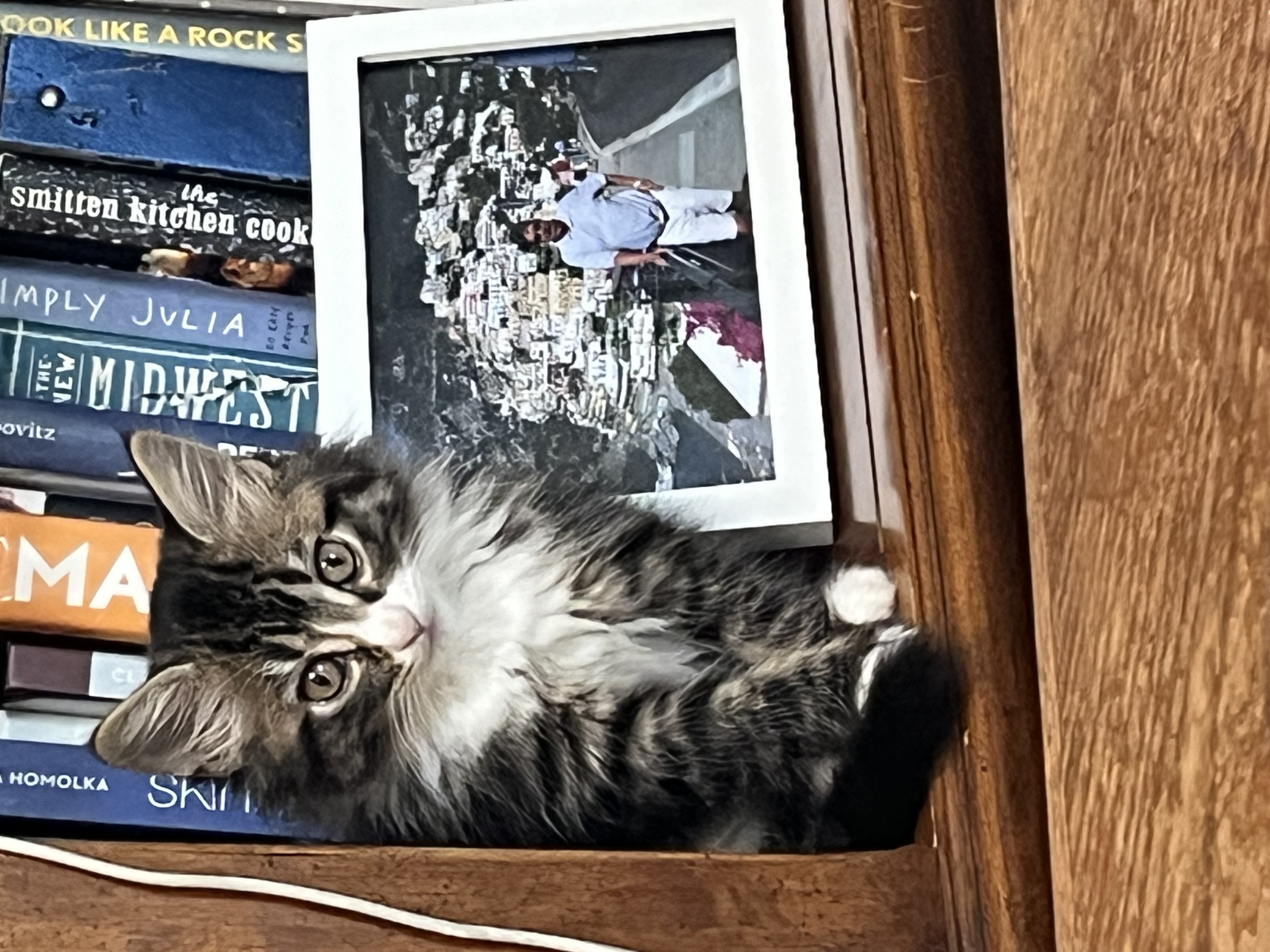 This kitten is a little spitfire / myLot