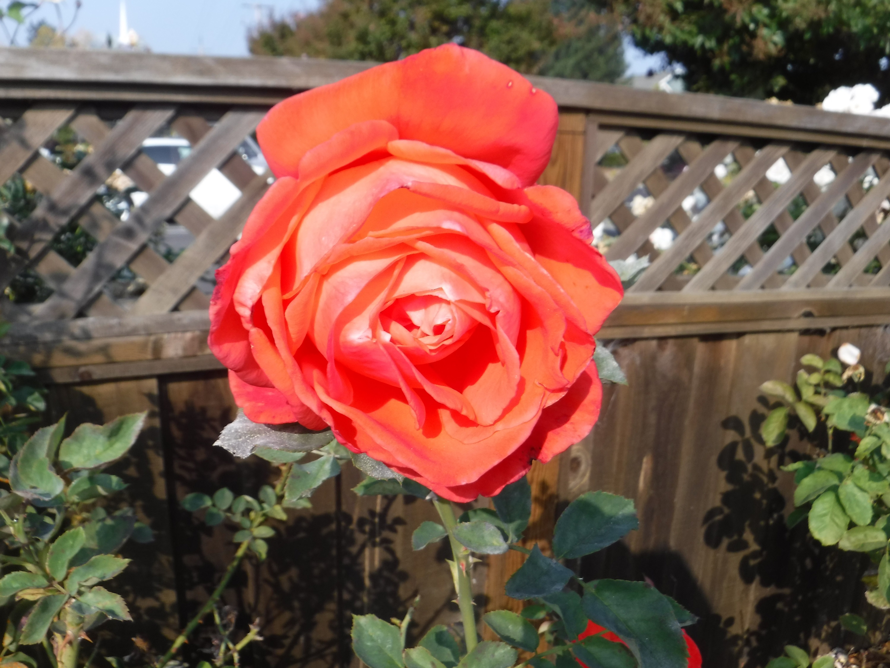 Hello again, myLot! / myLot