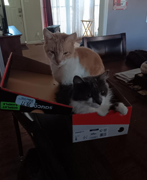 What in the Literal Sam Hell? / myLot