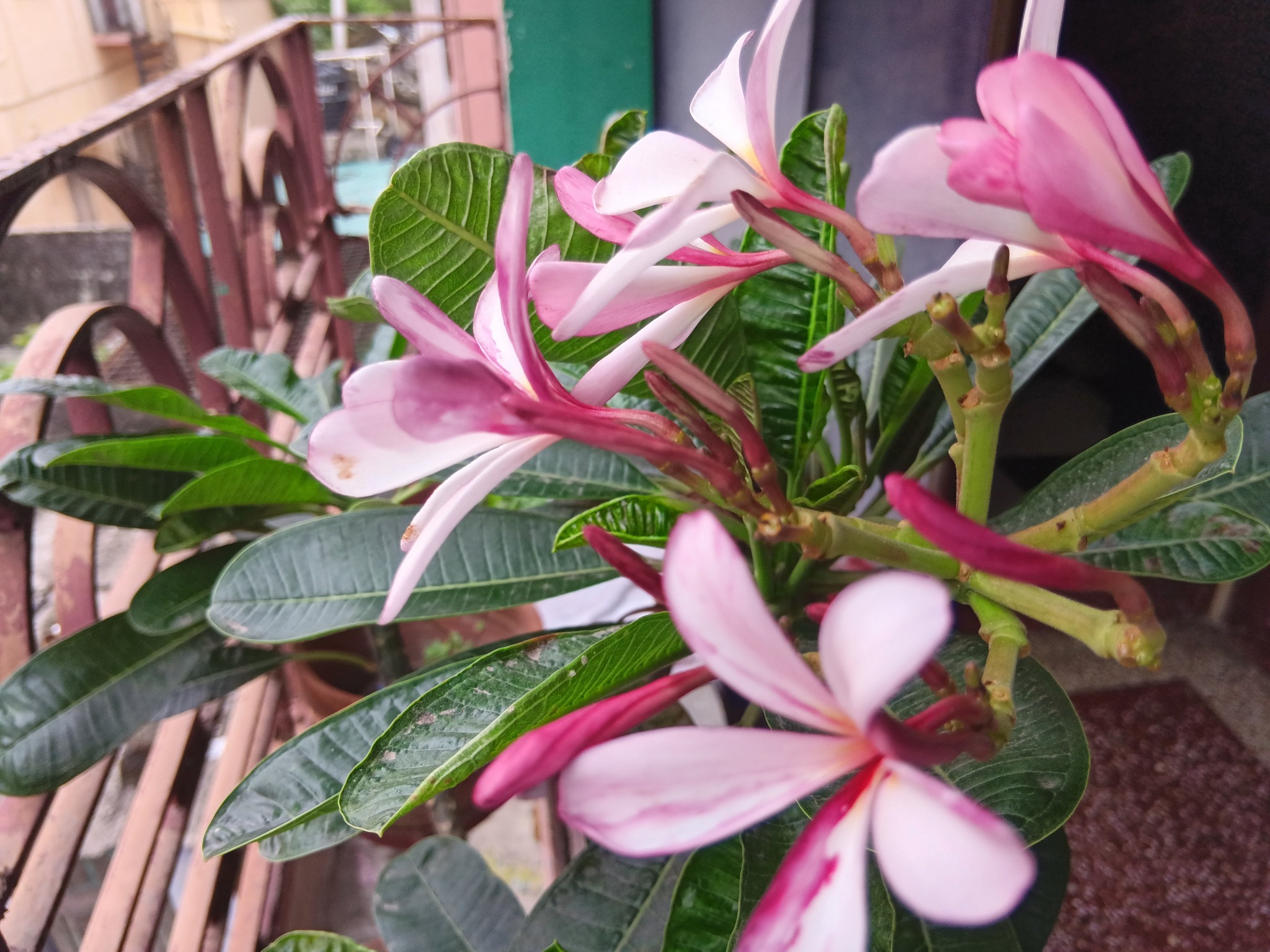 The spotted champa flowers have lovely scent / myLot