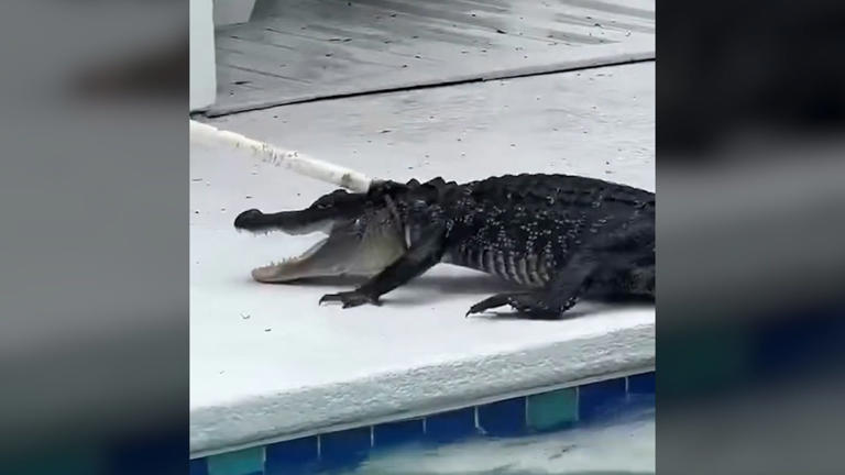 Alligator seen inside of a swimming pool in Florida / myLot